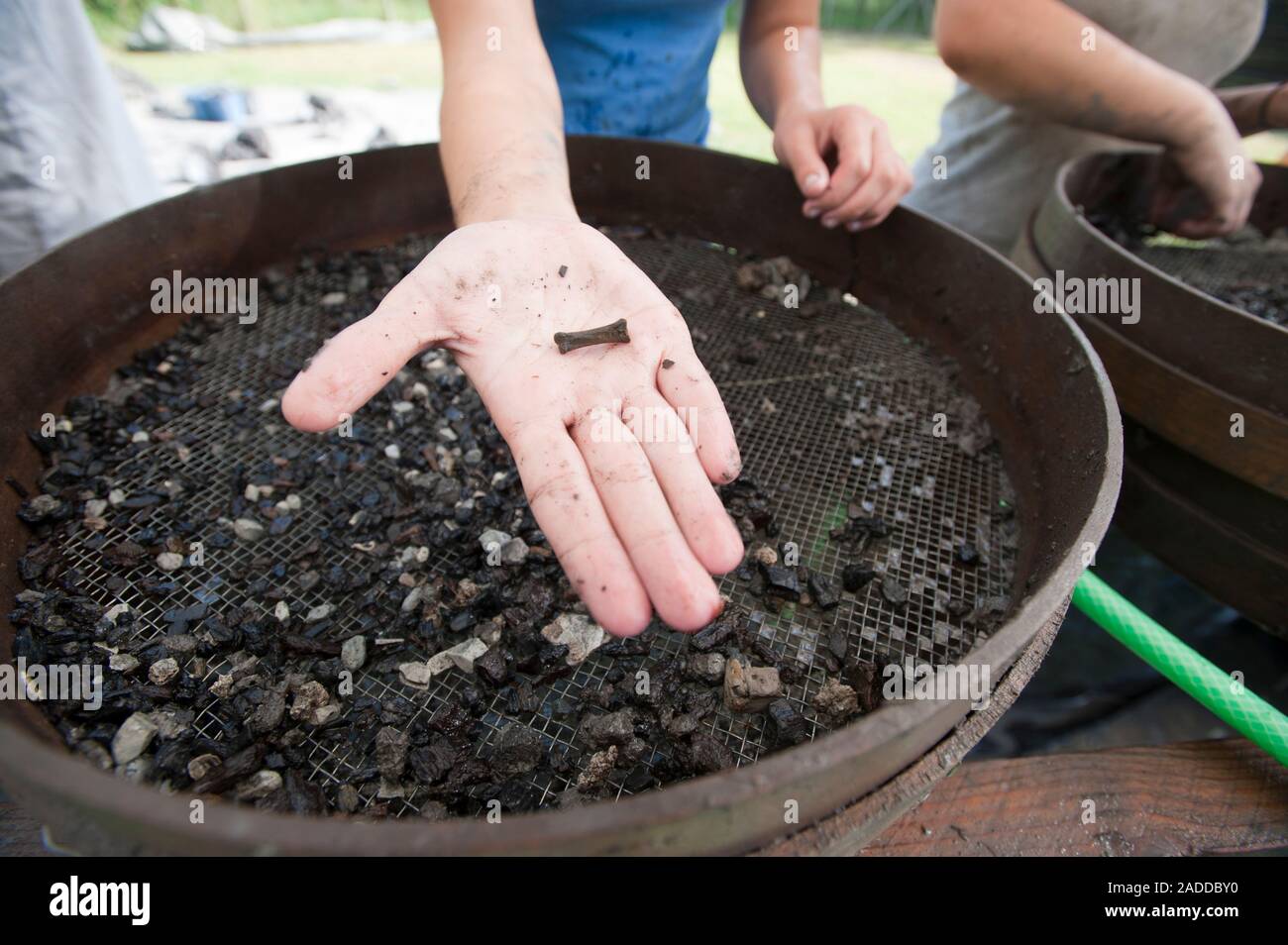 Bone found at excavations at La Draga Neolithic site. Archaeologists ...