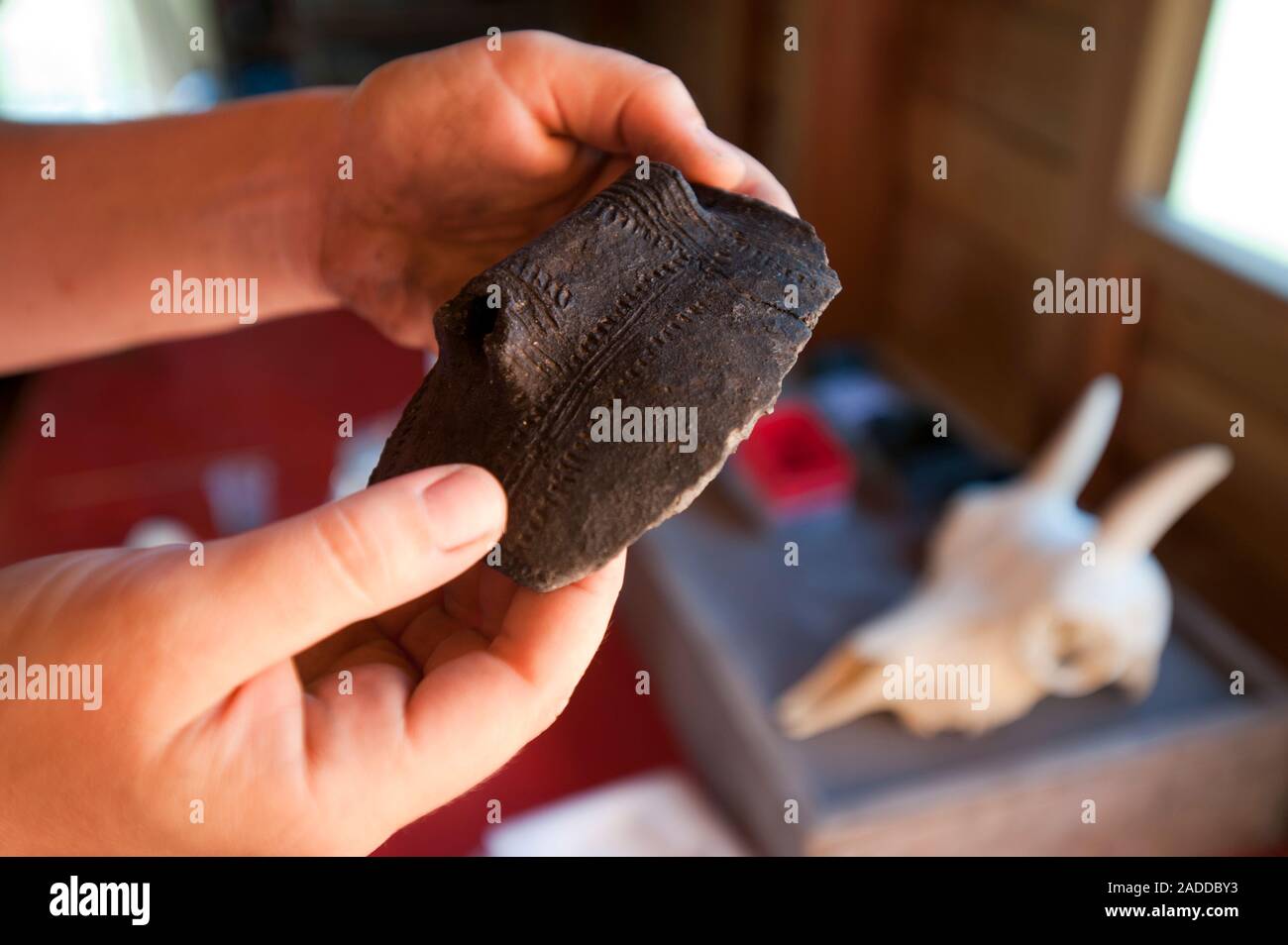 Potsherd excavated from La Draga Neolithic site. Archaeologist ...
