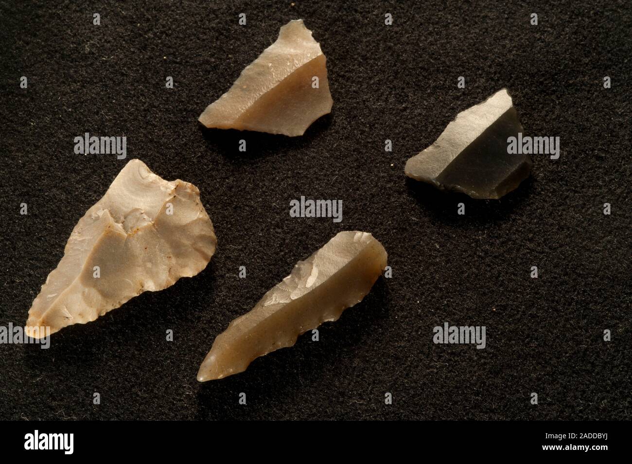 Flint arrowheads excavated from La Draga Neolithic site. This site ...