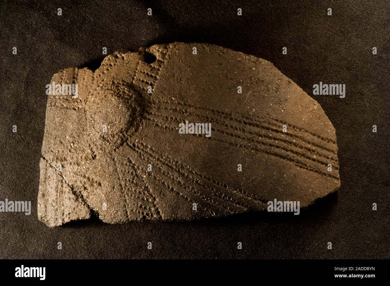 Pottery (decorated potsherd) excavated from La Draga Neolithic site ...