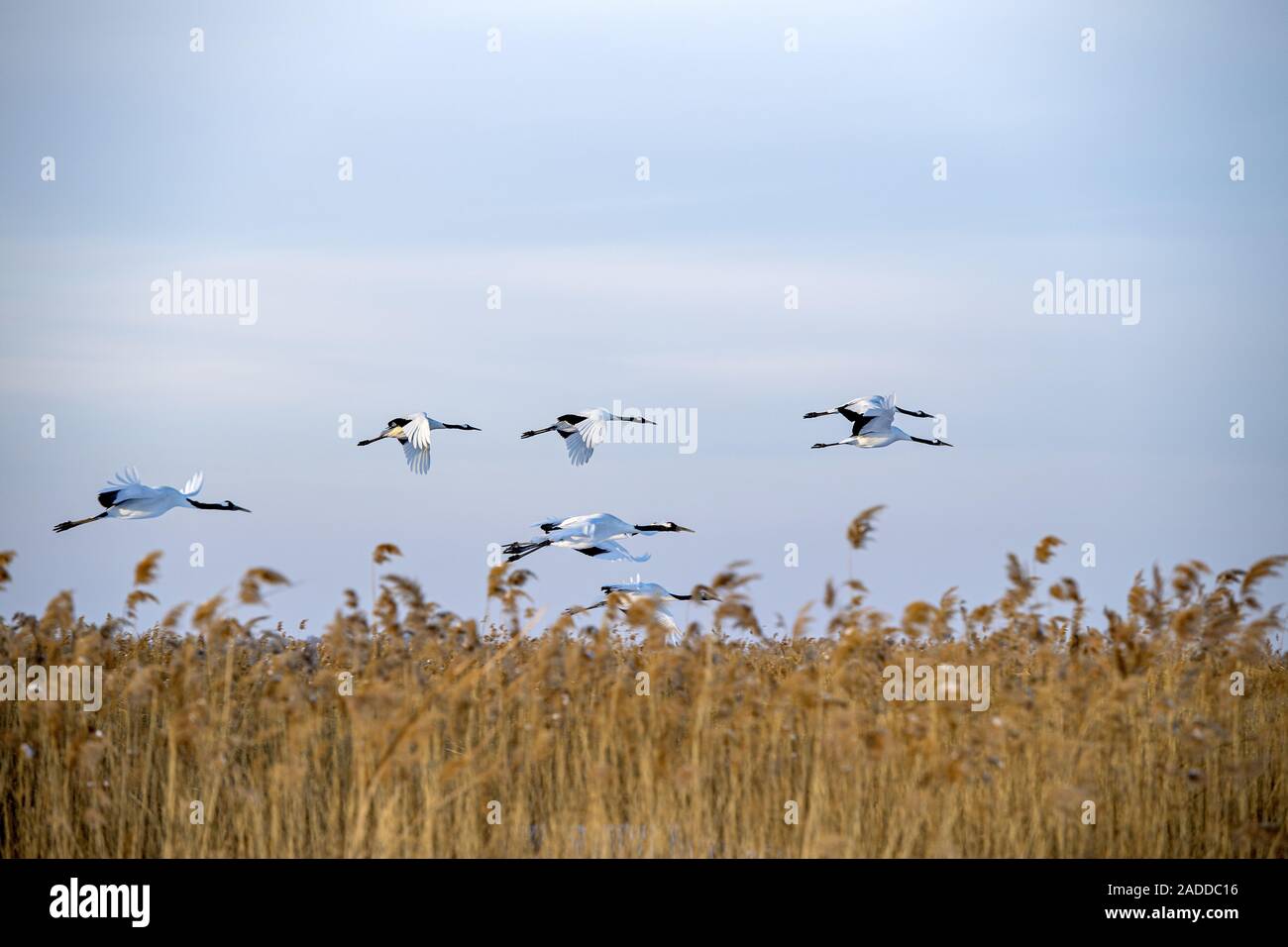 Heilongjiang zhalong national nature reserve hi-res stock photography ...