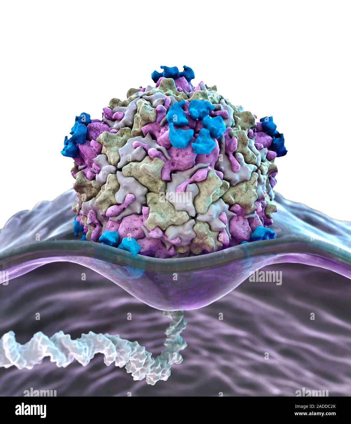 Virus particle infecting a cell, illustration. Viruses consist of a ...