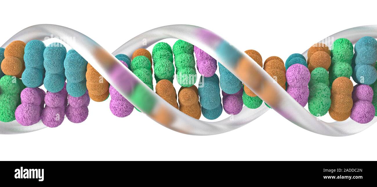 DNA (deoxyribonucleic acid) molecular structure, illustration. DNA is the genetic material that ...