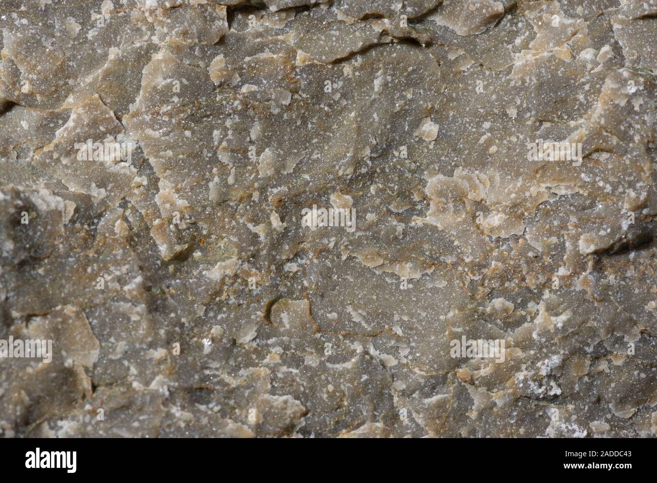 Triassic limestone fracture surface, macrophotograph. This sedimentary ...