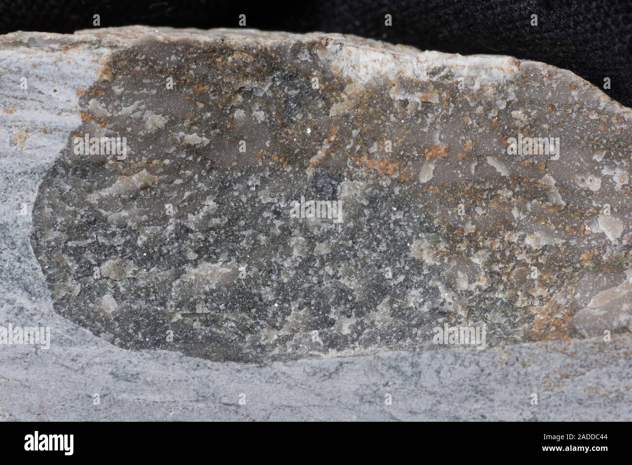 Triassic limestone fracture surface, macrophotograph. This sedimentary ...