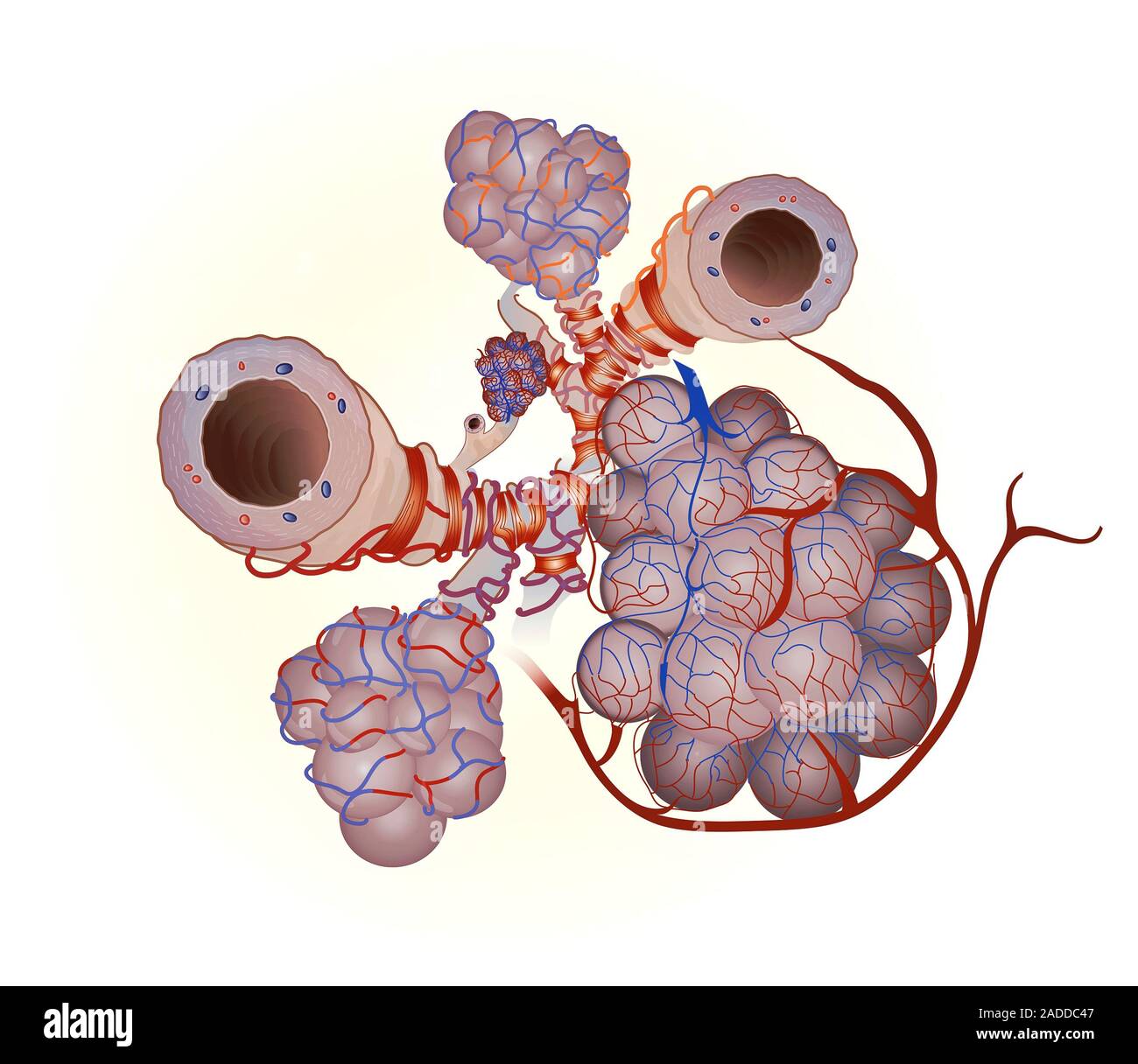 Alveoli, Illustration of alveoli (air sacs) and cross-sectioned ...