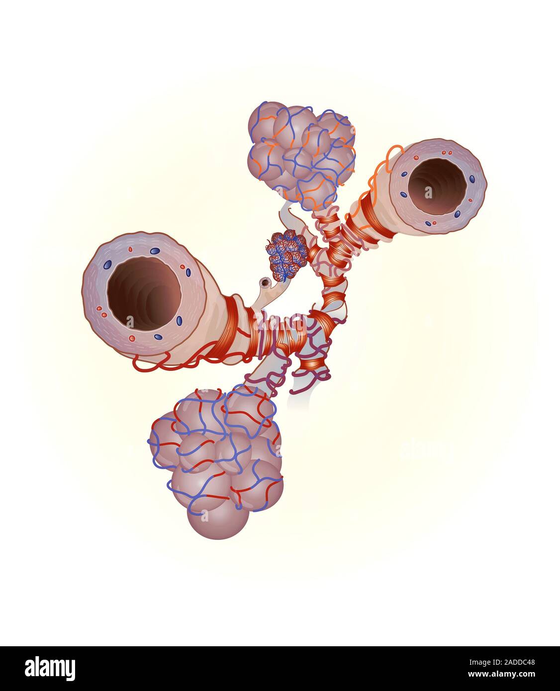 Alveoli, Illustration of alveoli (air sacs) and cross-sectioned ...