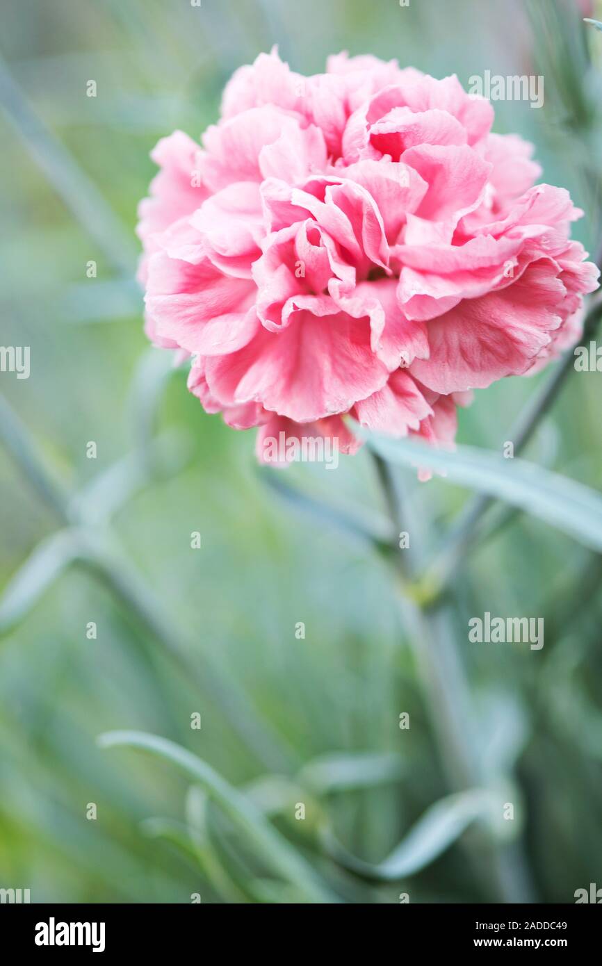 A single flower of Carnation (Dianthus caryophyllus 'Giant Chabaud ...