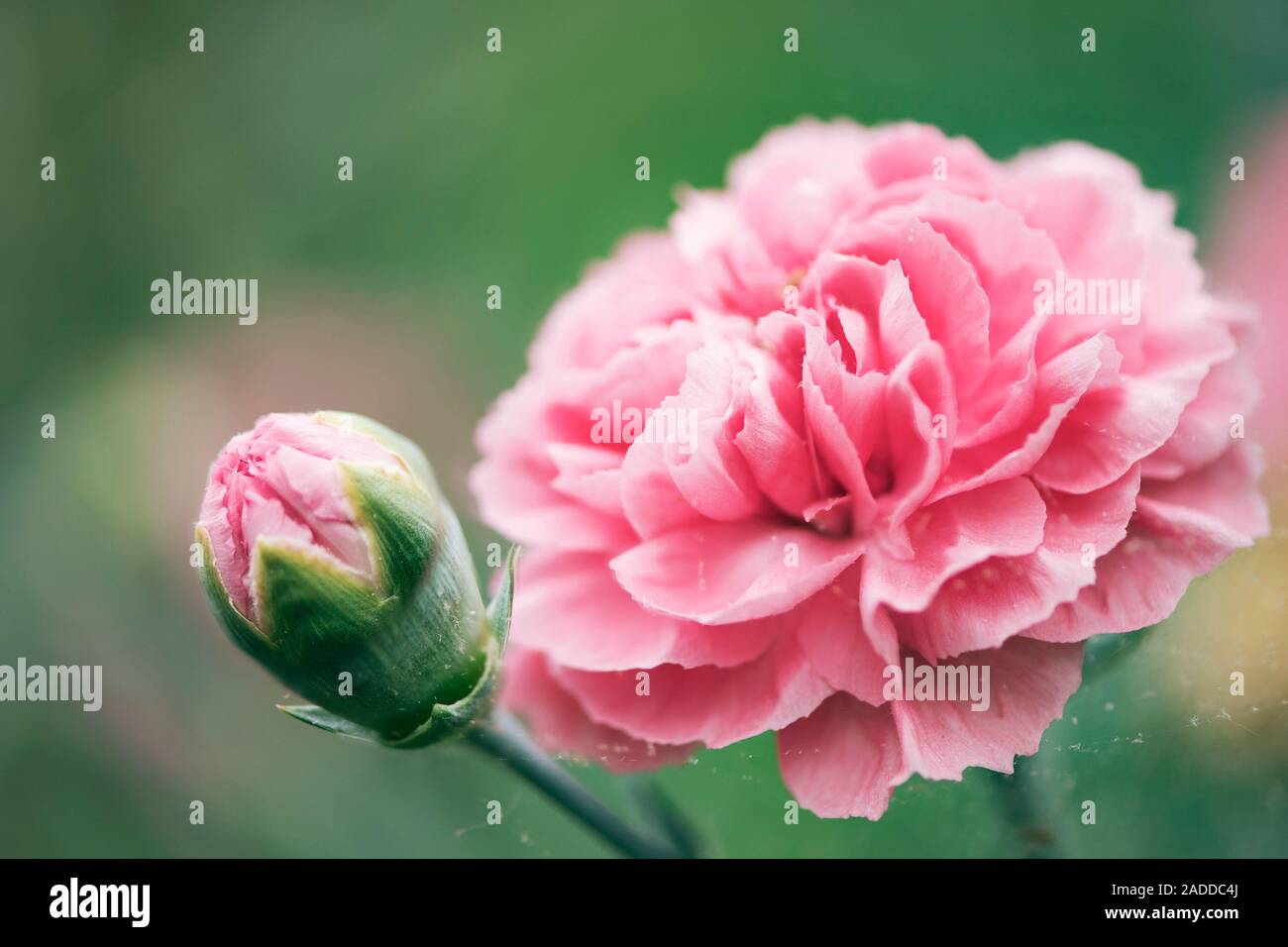 Carnation (Dianthus caryophyllus 'Giant Chabaud Mixed') flowering in ...