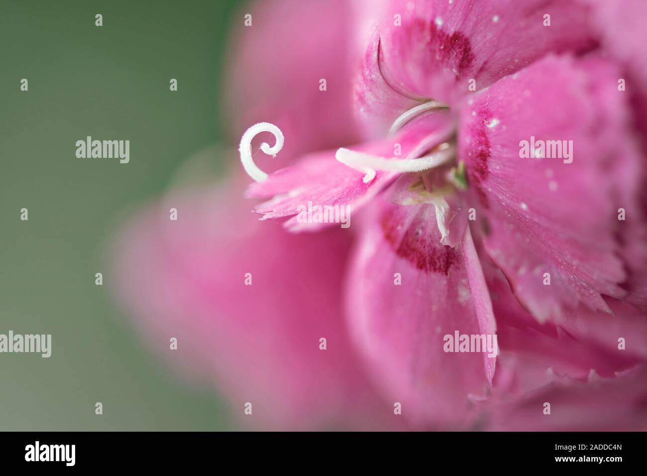 A single Indian Pink (Dianthus chinensis), also known as Chinese Pink ...