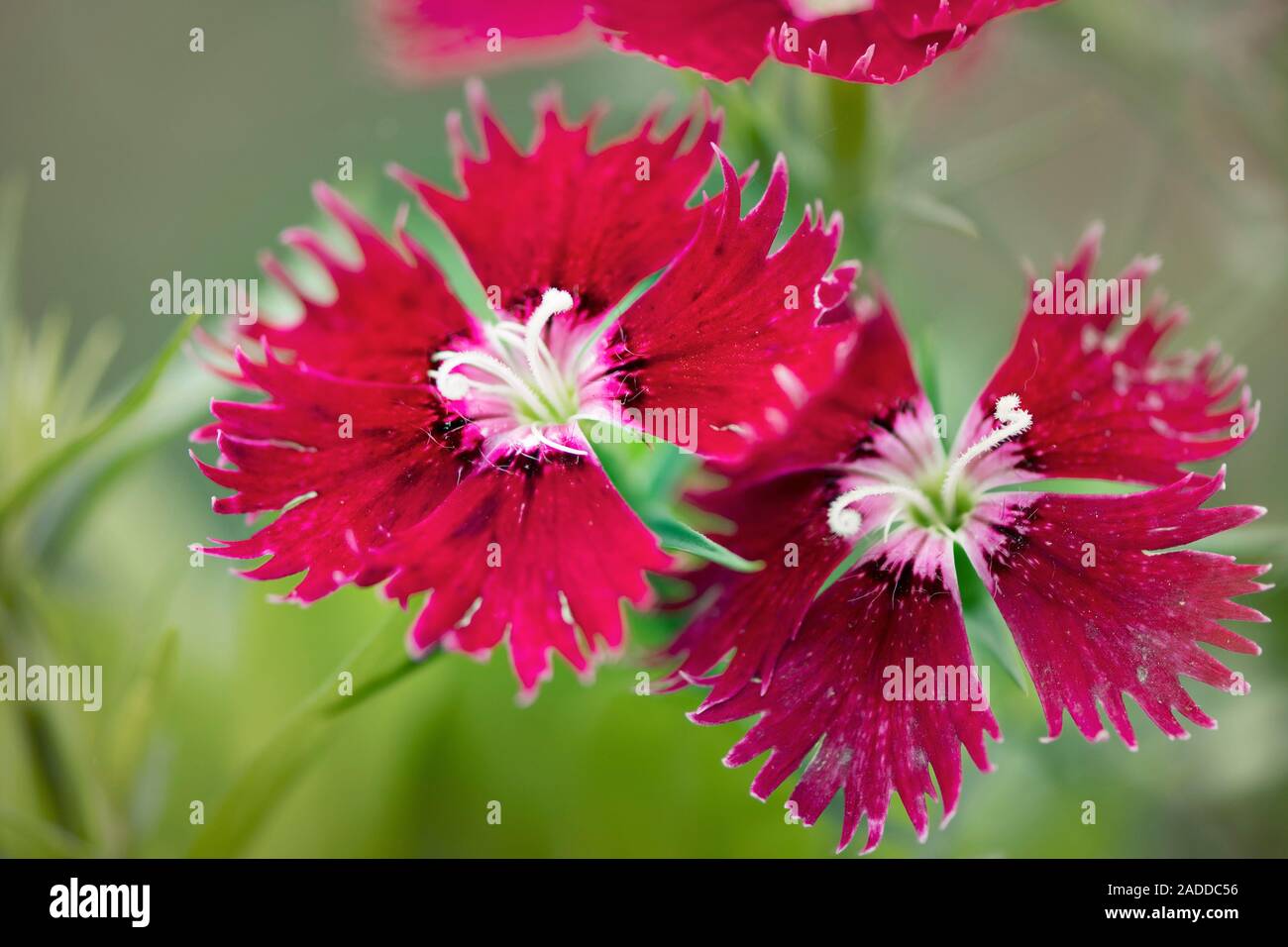 Two Indian Pinks (Dianthus chinensis), also known as Chinese Pink ...