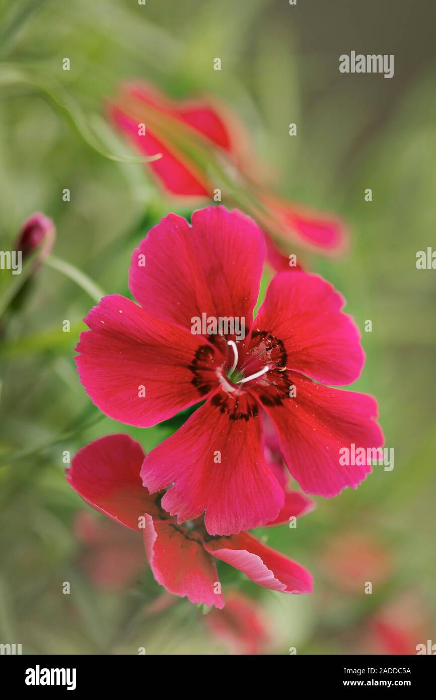Indian Pinks (Dianthus chinensis), also known as Chinese Pink ...
