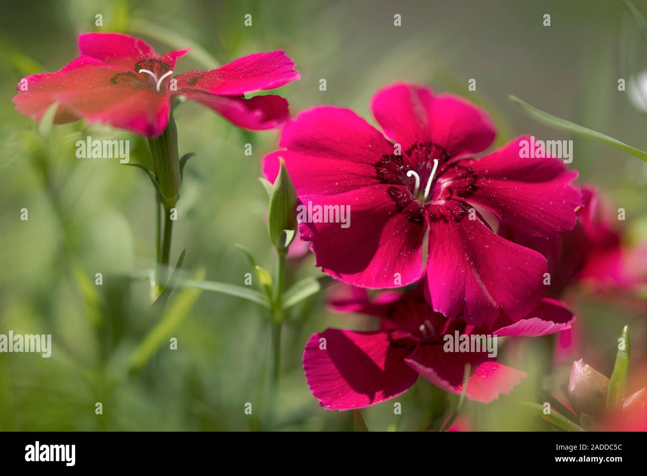 Indian Pinks (Dianthus chinensis), also known as Chinese Pink ...