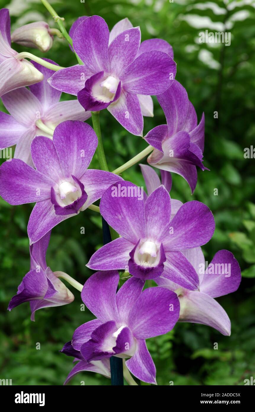 Orchid (Dendrobium 'Sa Nook Blue Happiness') in flower Stock Photo - Alamy
