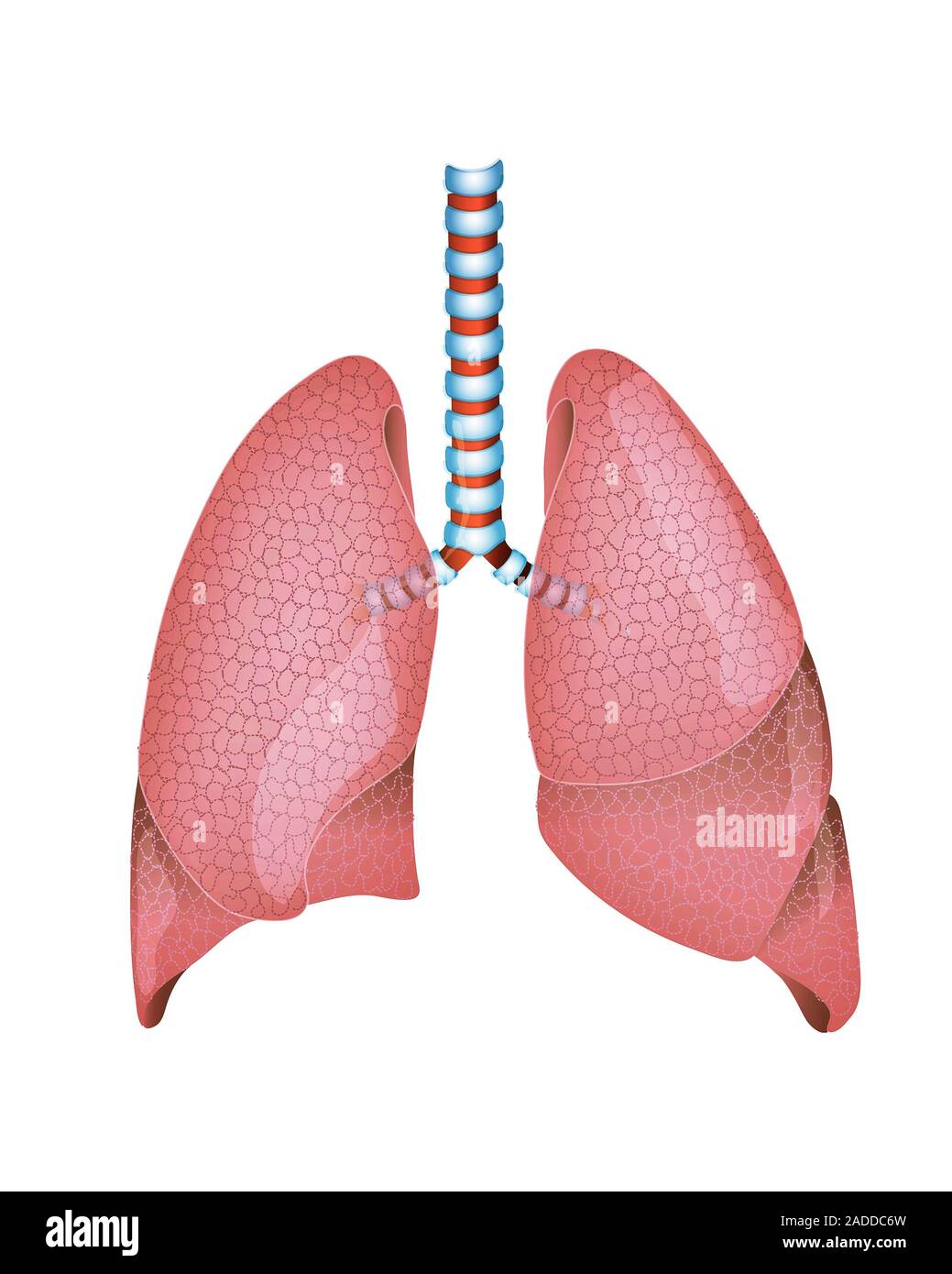 Illustration of the human lungs. The trachea (windpipe) leads from the ...