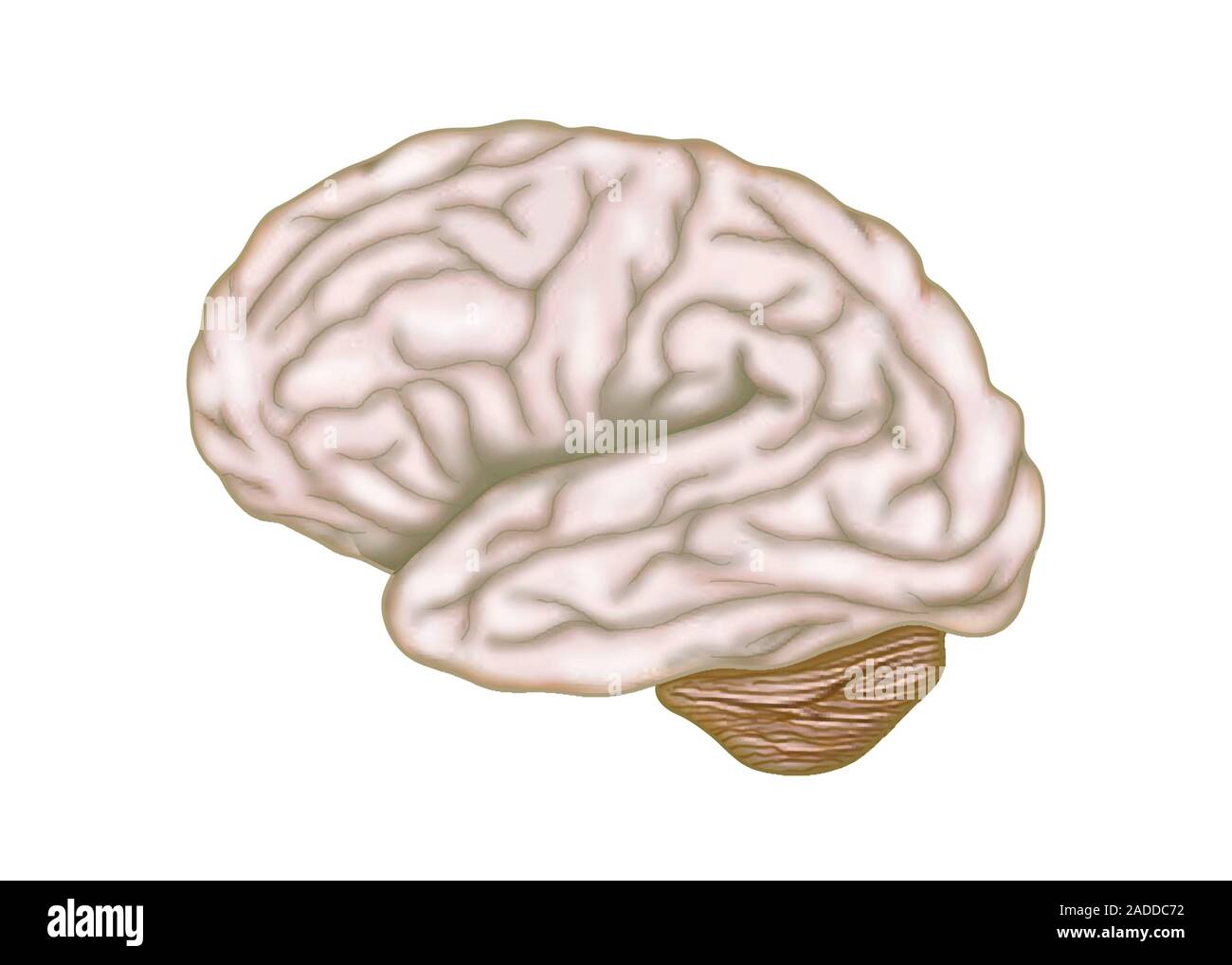 Human brain, illustration. The front of the brain is at left. At bottom ...