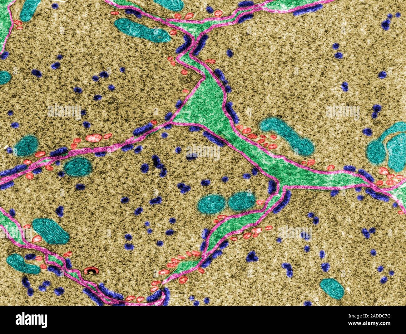Coloured transmission electron micrograph (TEM) showing smooth muscle fibres in cross section ...