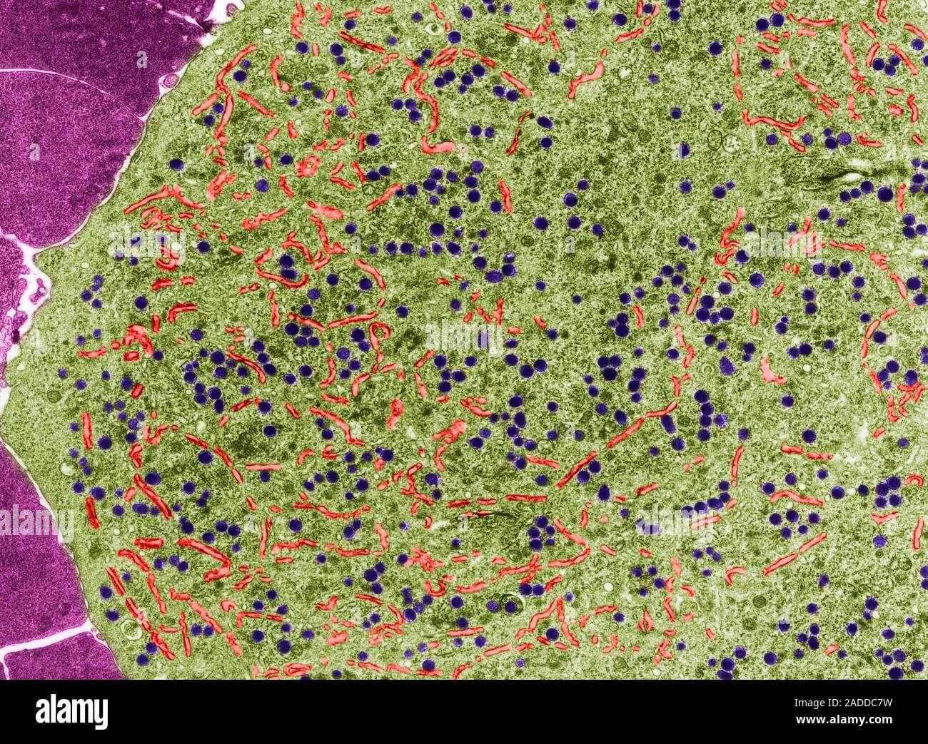 Coloured transmission electron micrograph (TEM) of the cytoplasm (green ...