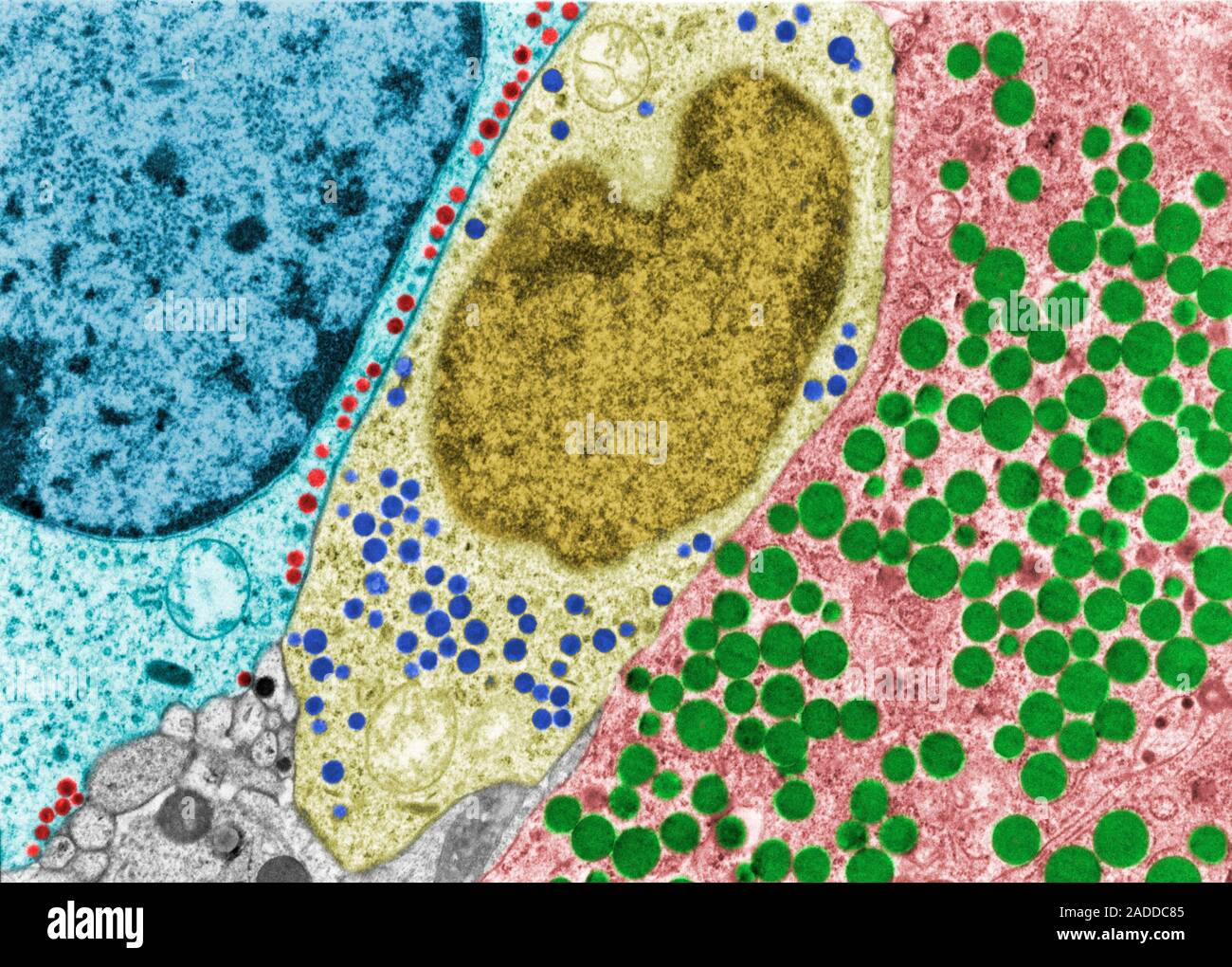 Coloured transmission electron micrograph (TEM) showing three anterior pituitary endocrine cells ...