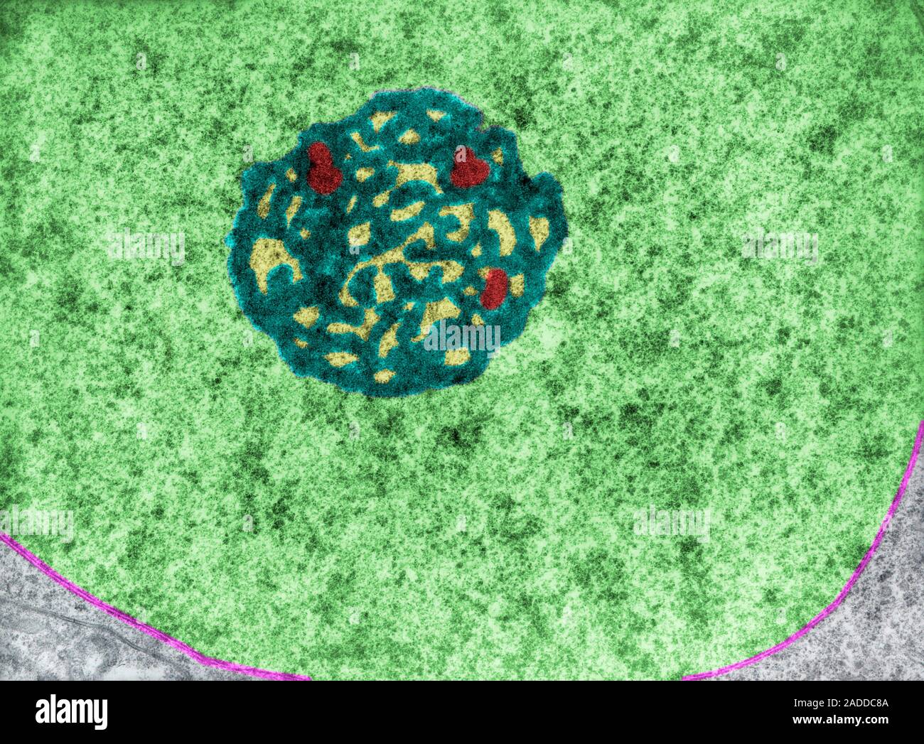 Coloured transmission electron micrograph (TEM) showing a nucleolus ...