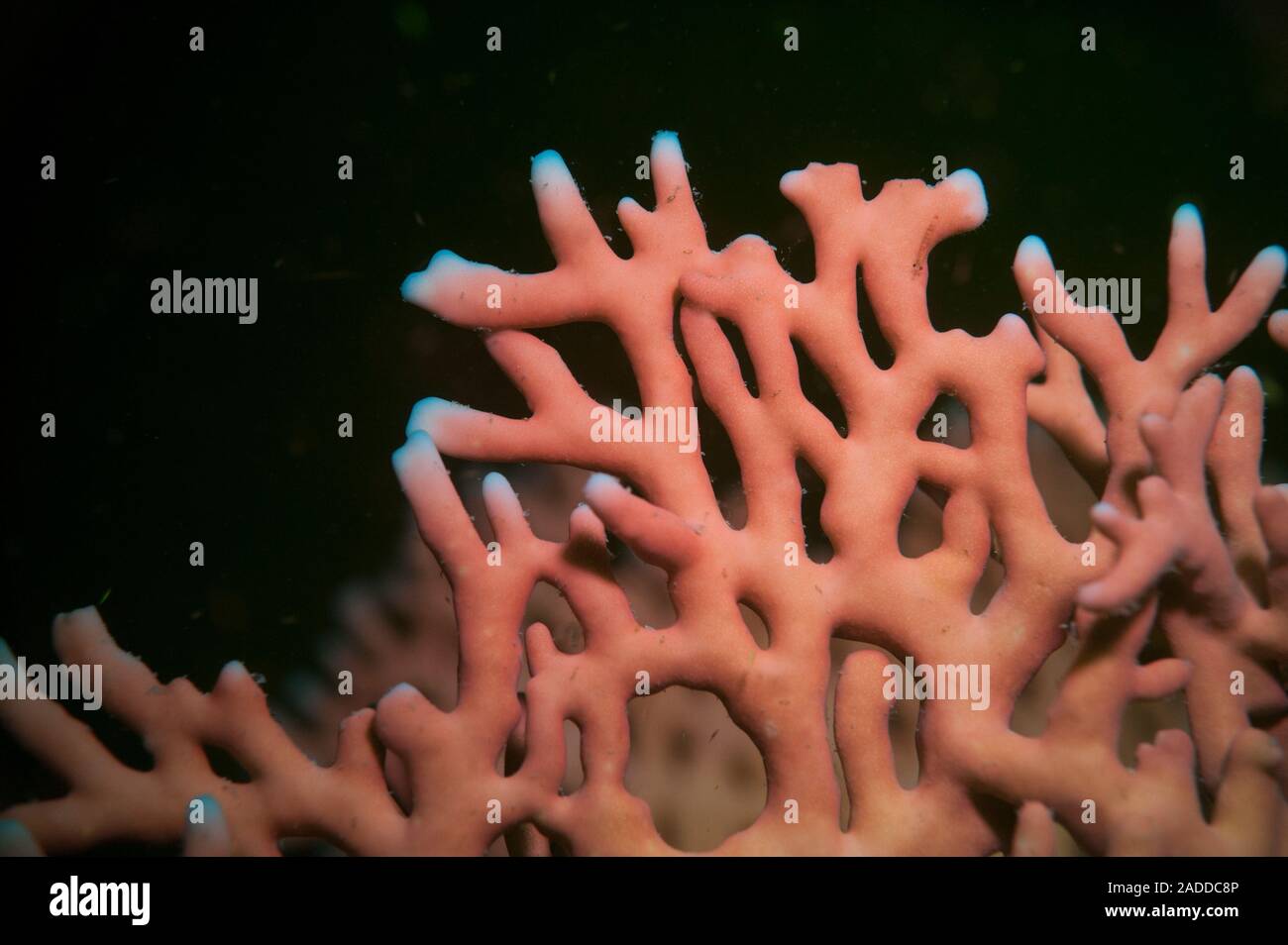 Fire coral (Millepora sp.) fluorescing orange underwater, photographed ...