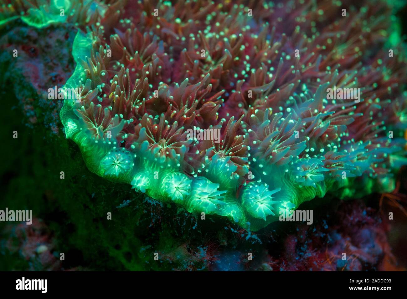Galaxy coral (Galaxea sp.) fluorescing green and red underwater, photographed at night using ...