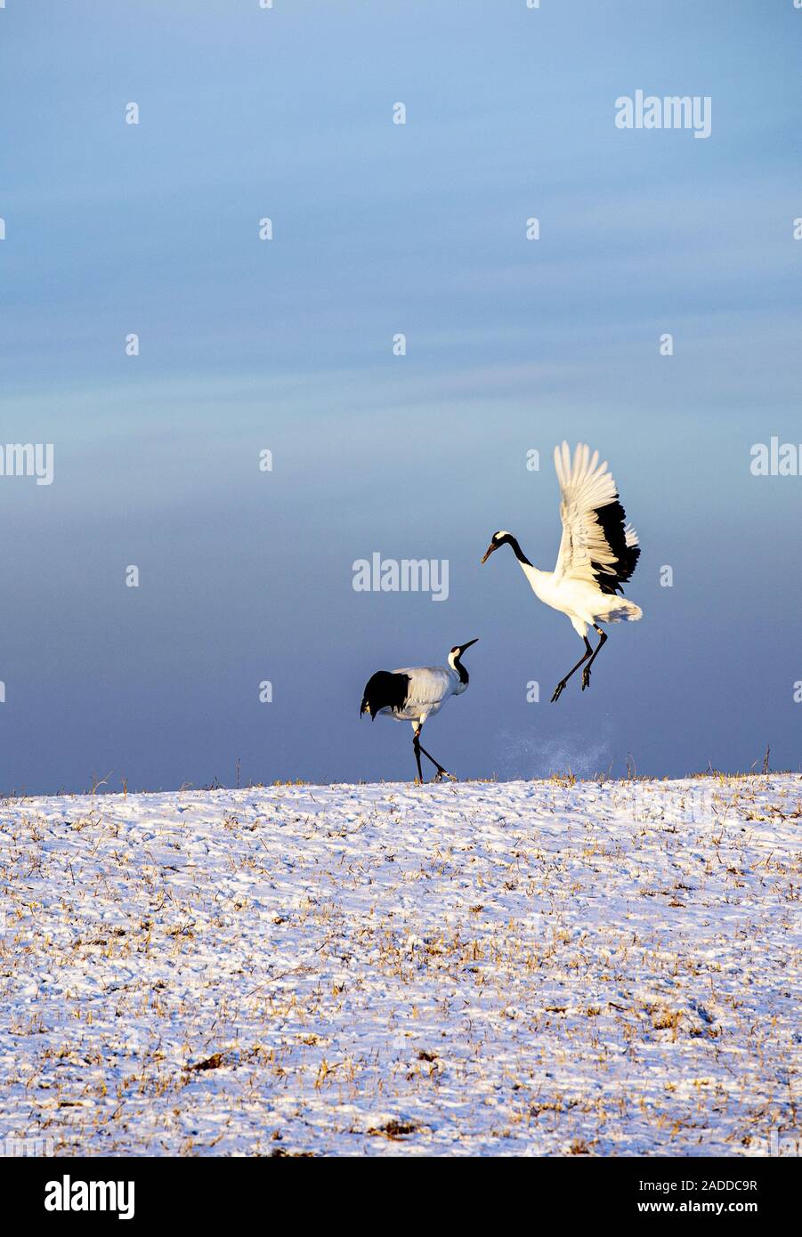 Heilongjiang zhalong national nature reserve hi-res stock photography ...