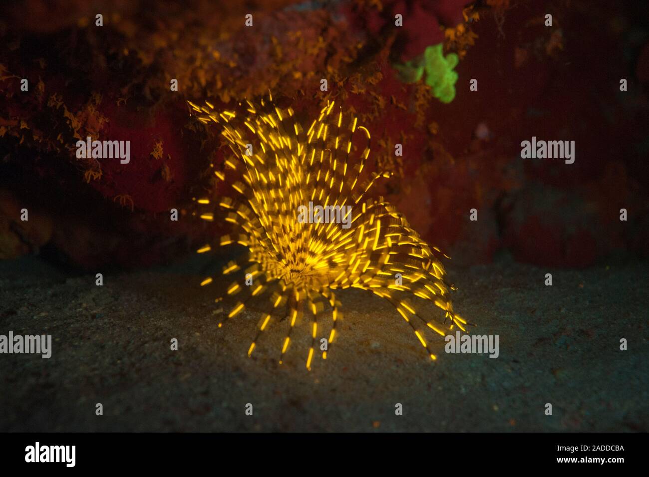 Feather duster worm (family Sabellidae) fluorescing yellow underwater ...