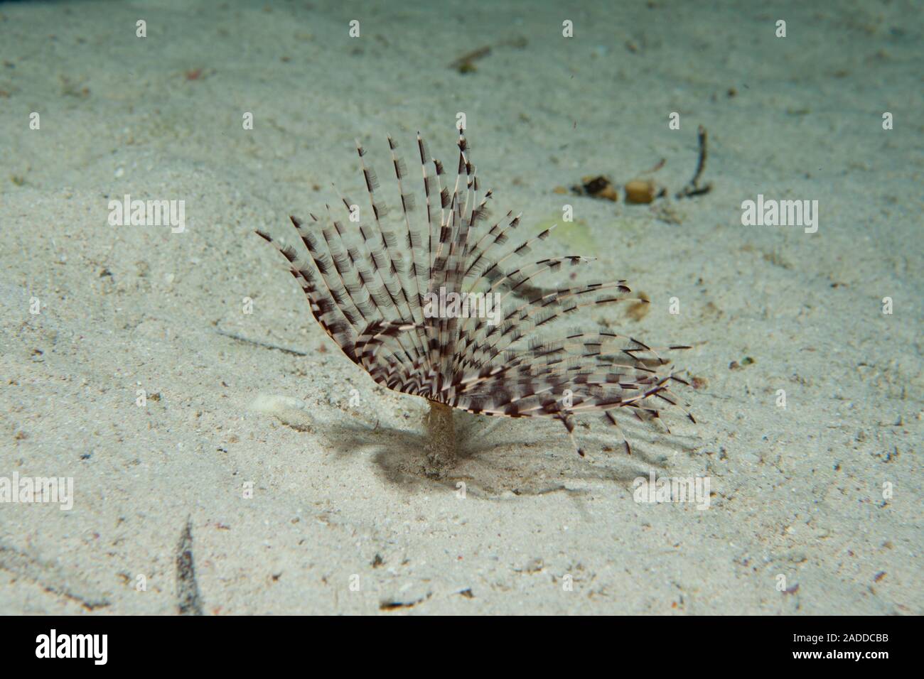 Feather duster worm (family Sabellidae) on the seabed photographed ...
