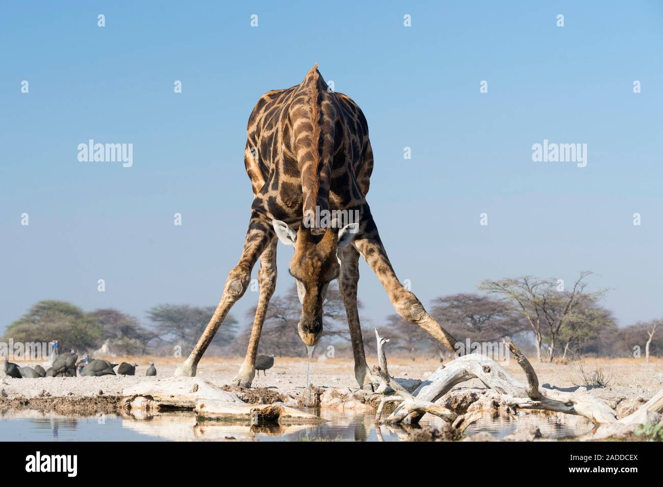 Giraffe (Giraffa camelopardalis) drinking. Giraffes are the tallest ...