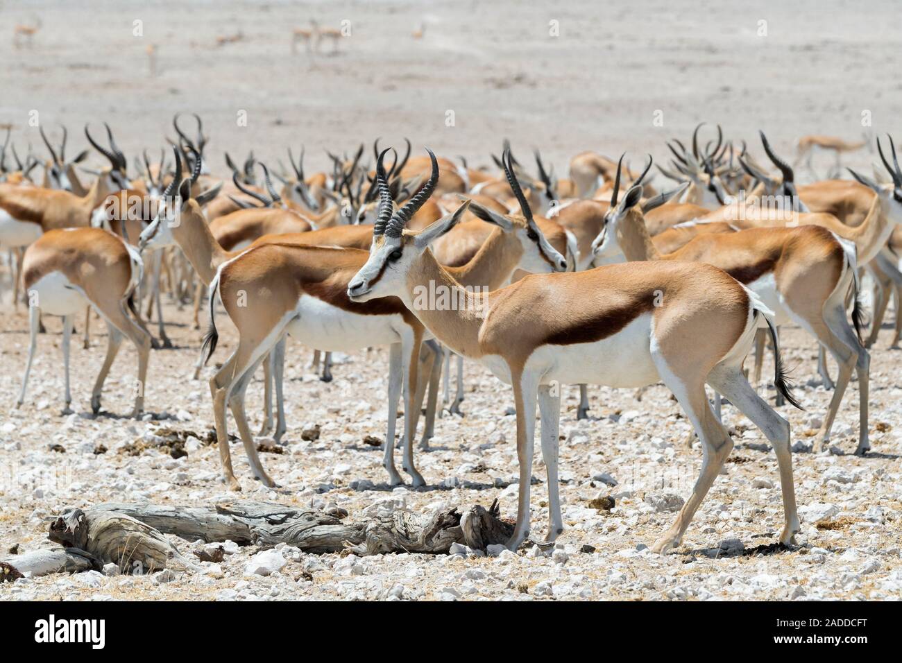 Springbok herd (Antidorcas marsupialis). This medium-sized gazelle-like ...