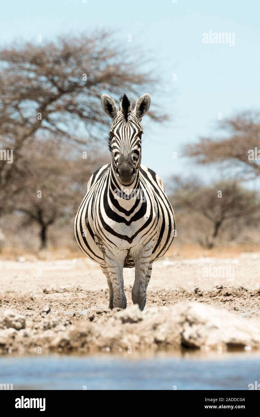 Pregnant zebra (Equus sp.). Zebra are members of the horse family ...