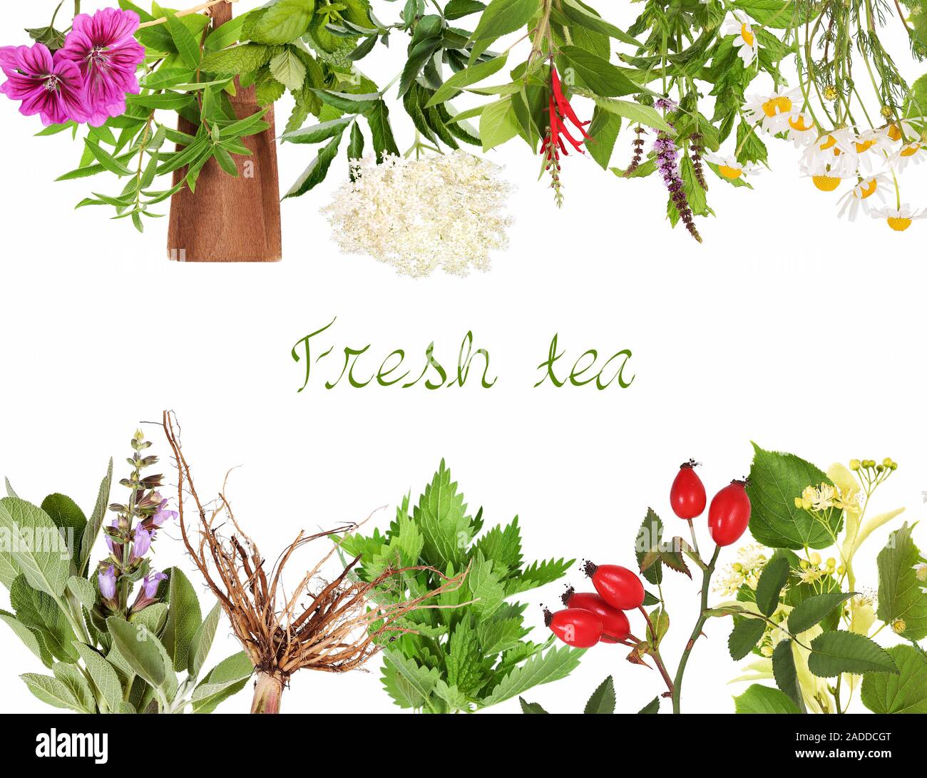 Different fresh tea plants Stock Photo - Alamy