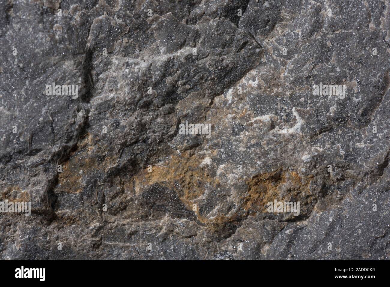 Triassic limestone rock surface, macrophotograph. This sedimentary rock ...