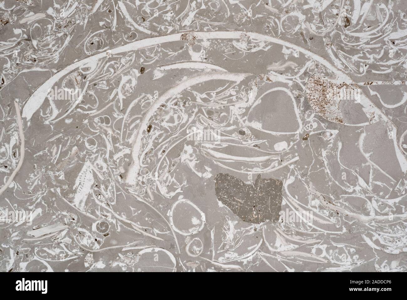 Trochite limestone and fossils, bright-field light micrograph. This ...