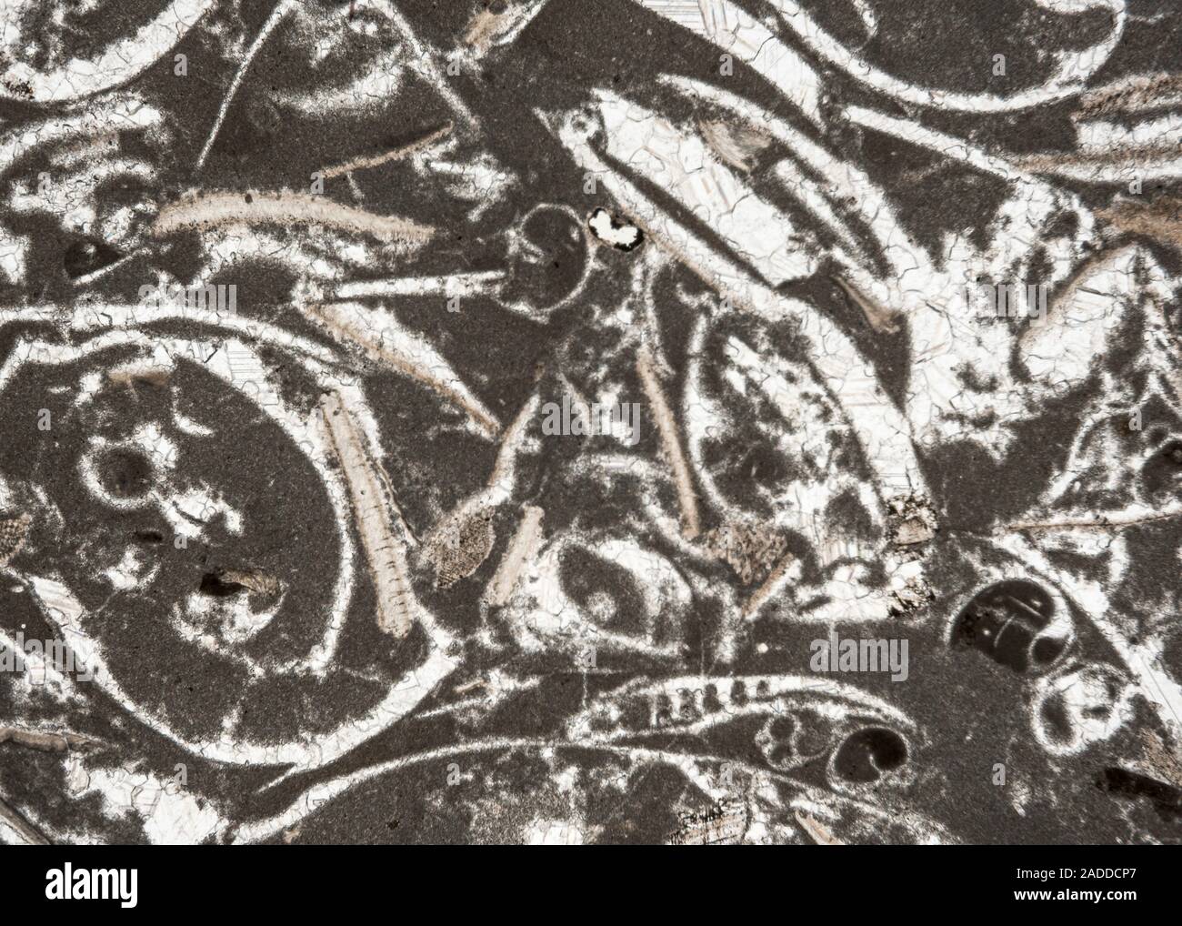 Trochite limestone and fossils, bright-field light micrograph. This ...