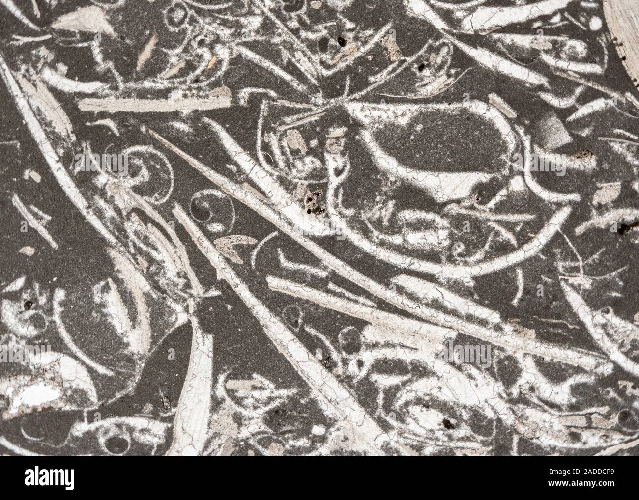 Trochite limestone and fossils, bright-field light micrograph. This ...