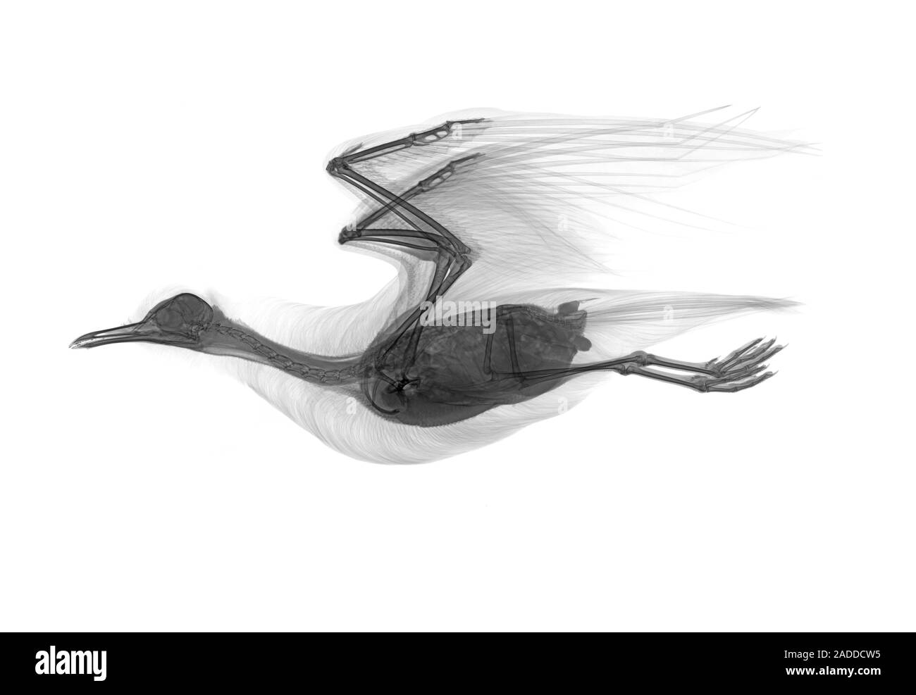 Mediterranean gull (Larus melanocephalus) in flight, X-ray Stock Photo ...