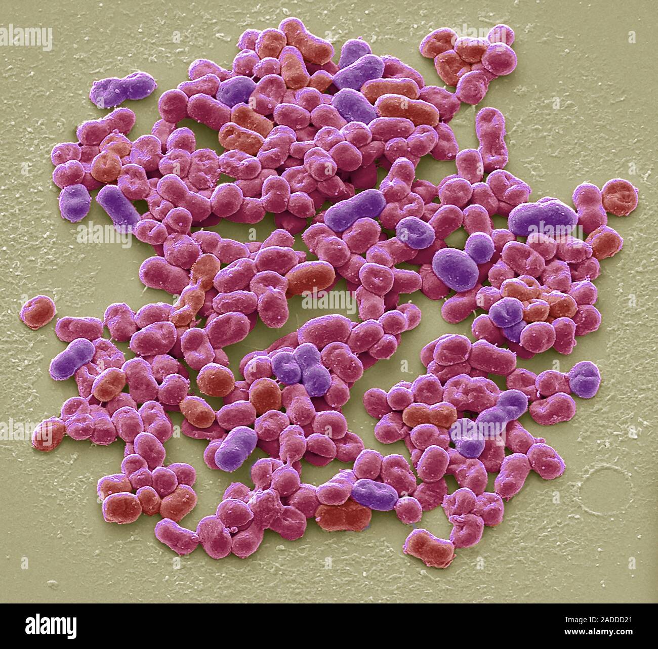 Azotobacter chroococcum, coloured scanning electron micrograph (SEM ...