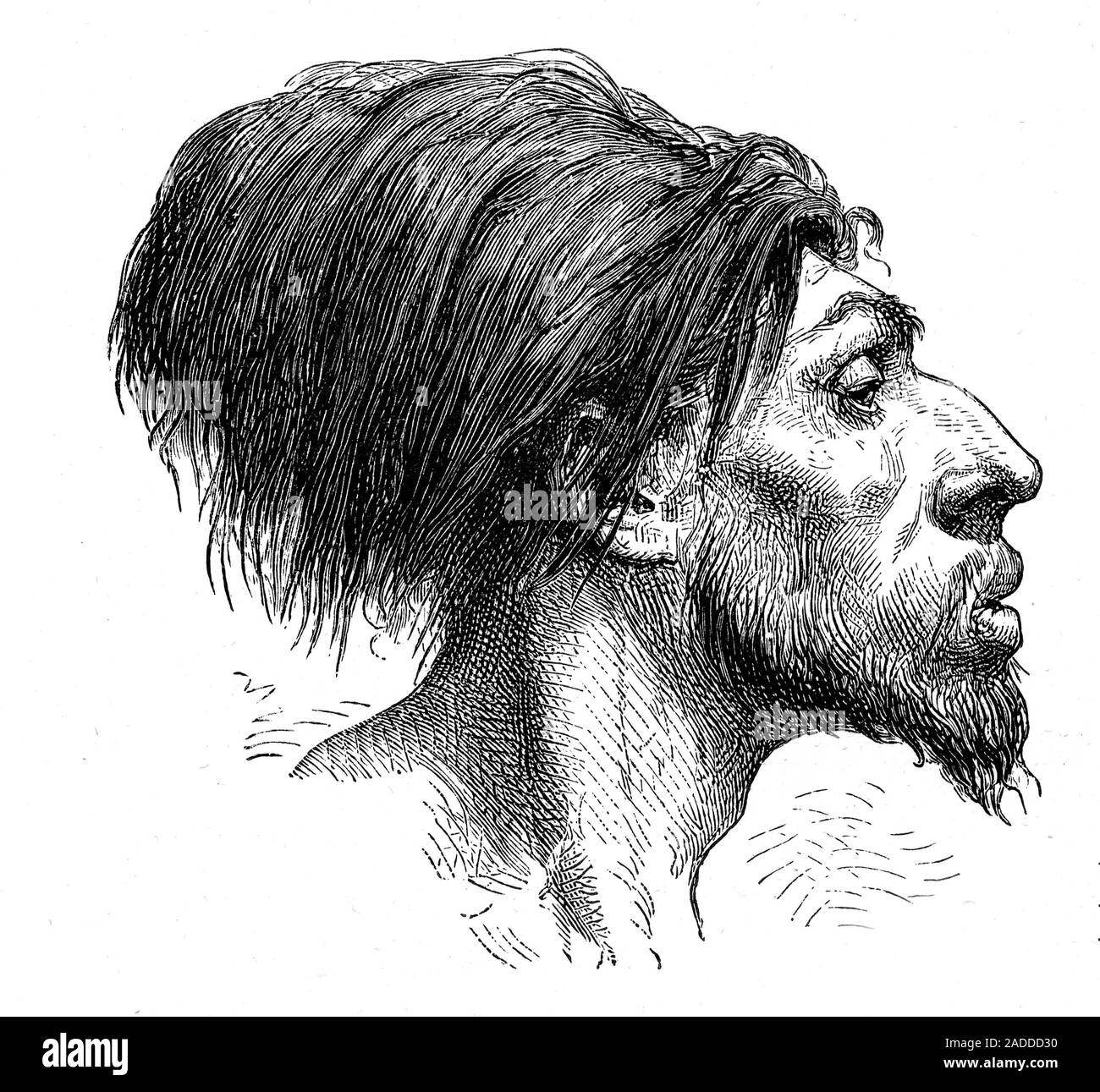 Fossil head reconstruction. 19th-century illustration of the recreation ...