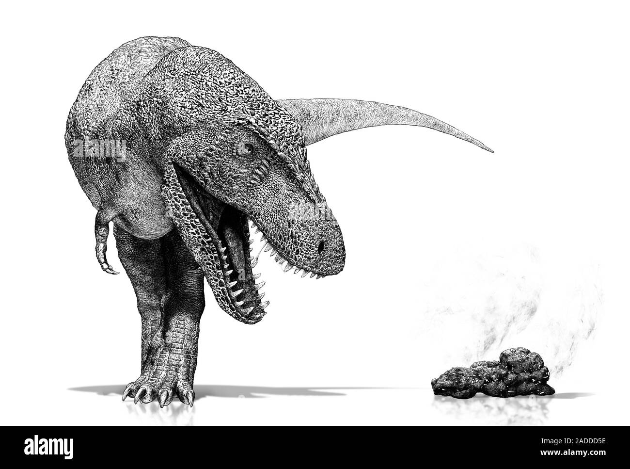 Tyrannosaurus rex and coprolite. Computer illustration of a ...