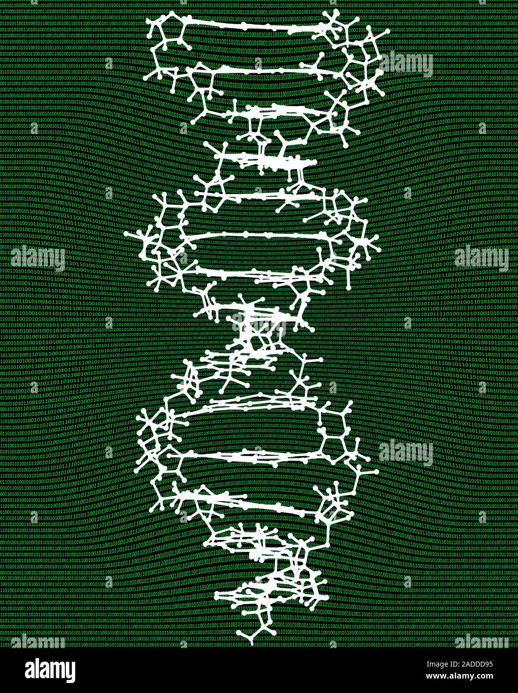DNA storage, conceptual image. Computer illustration of a strand of DNA ...