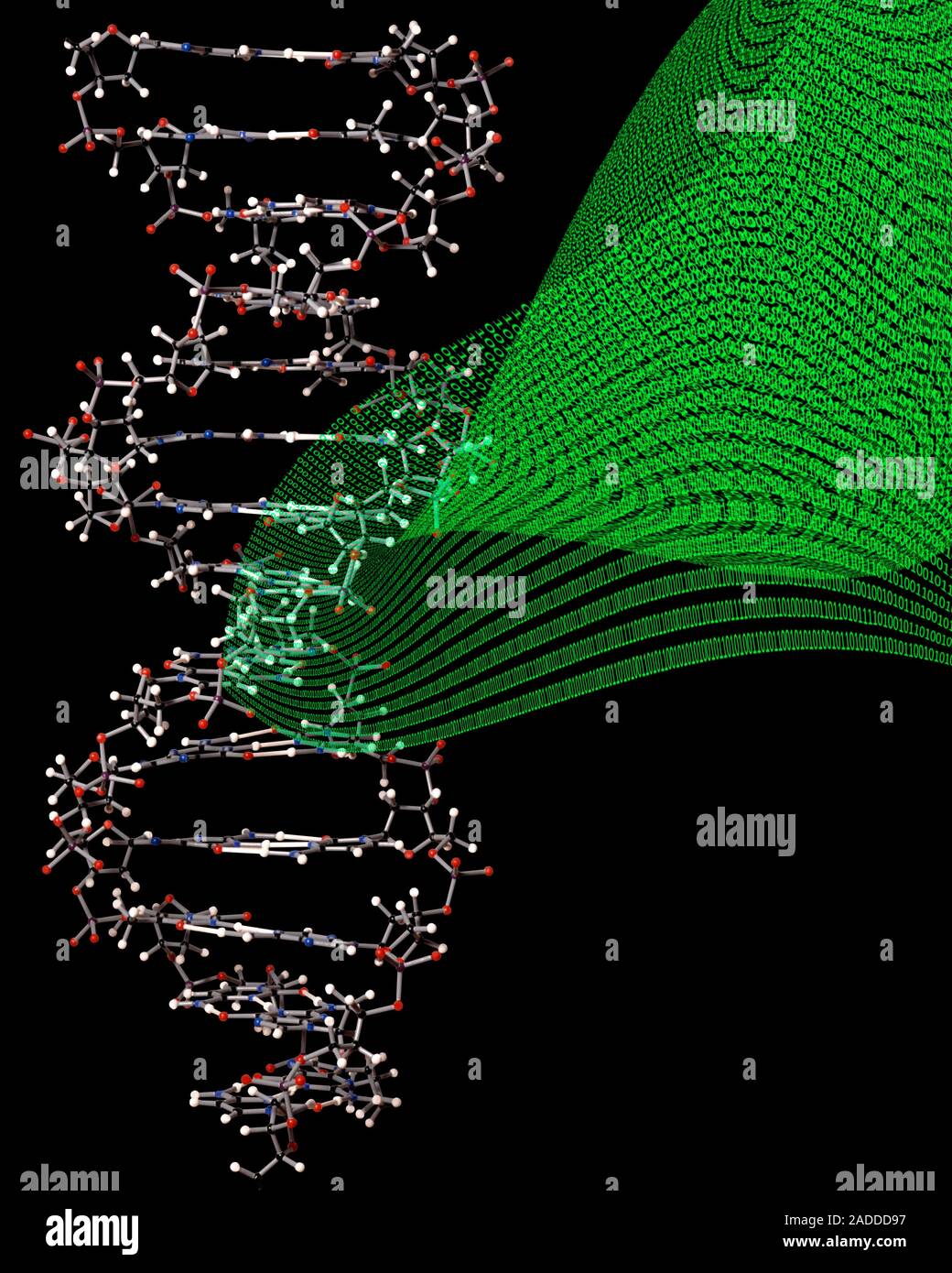 DNA storage, conceptual image. Computer illustration of a strand of DNA ...