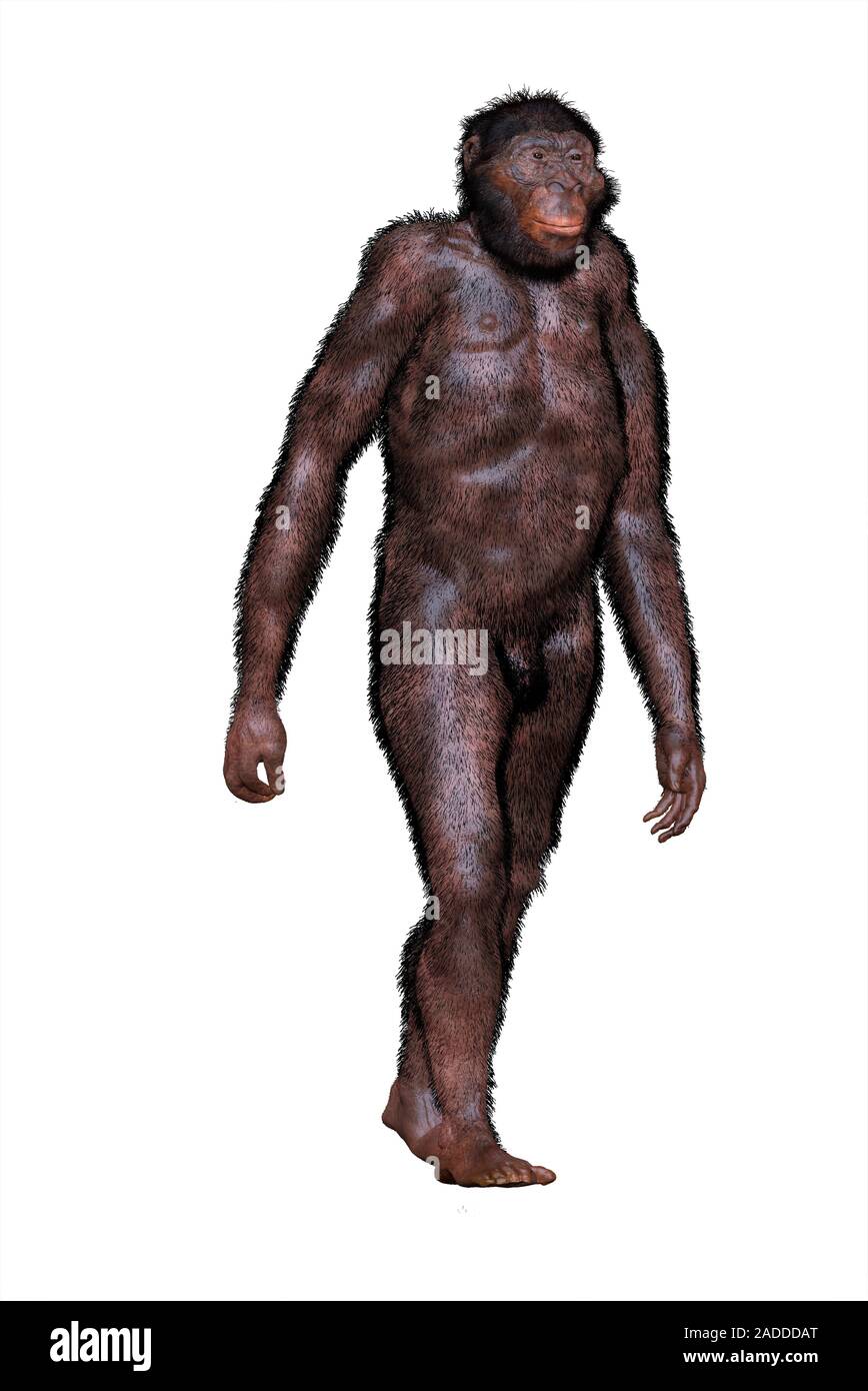 Australopithecus africanus. Illustration and reconstruction of the extinct hominin ...