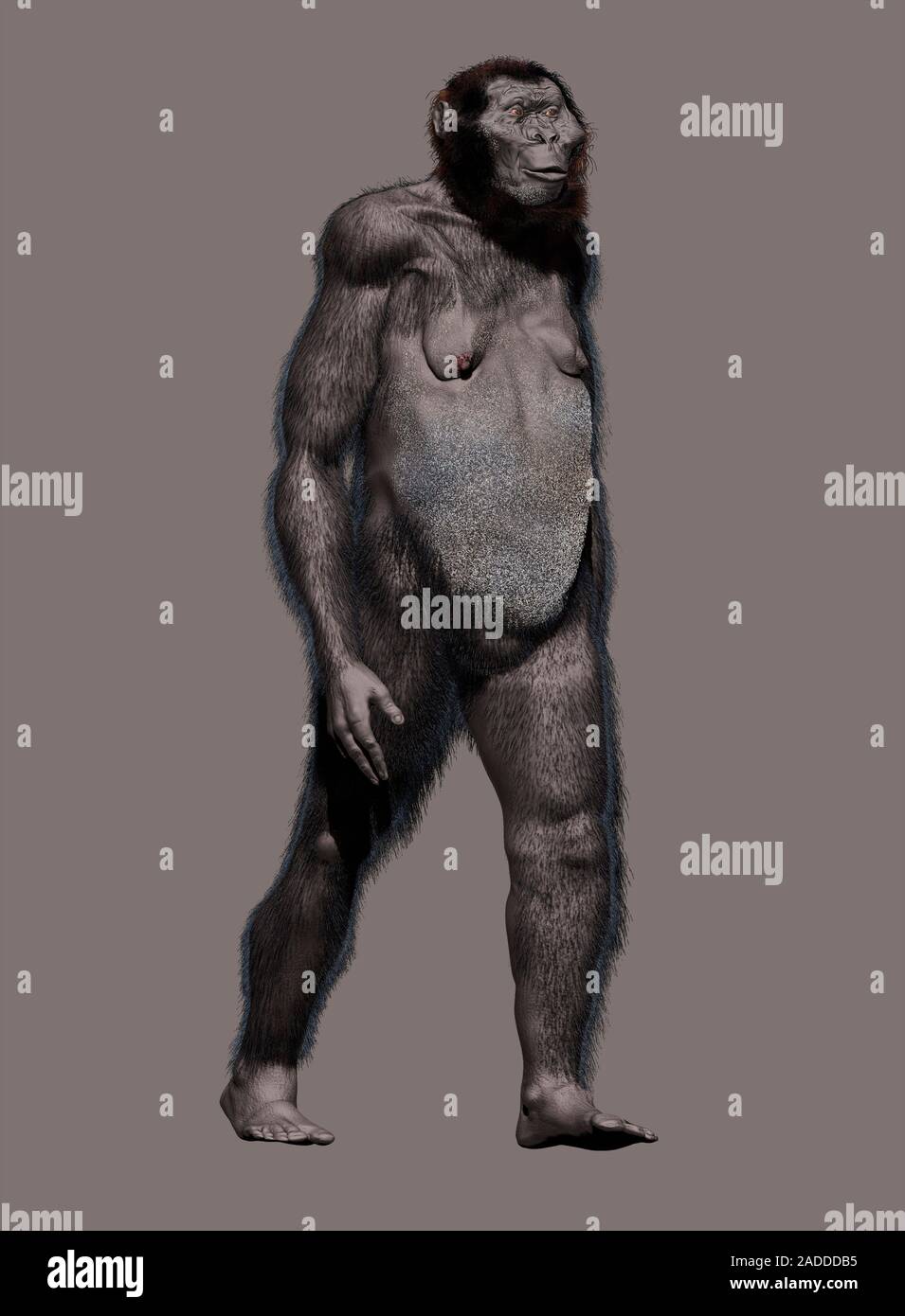 Paranthropus robustus. Illustration and reconstruction of the extinct hominin Paranthropus ...