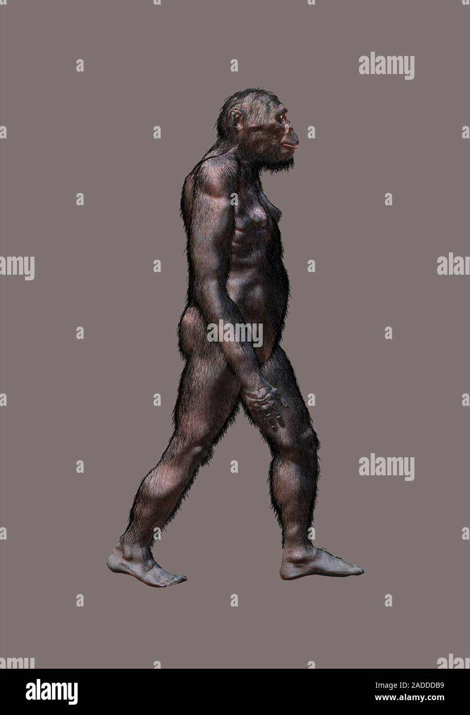 Paranthropus robustus. Illustration and reconstruction of the extinct ...