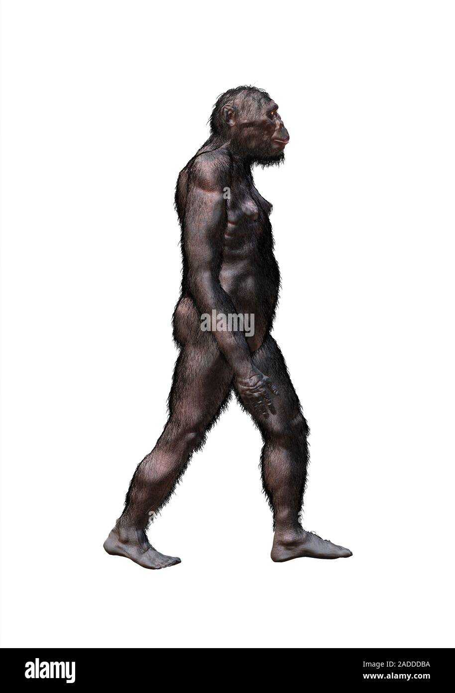 Paranthropus robustus. Illustration and reconstruction of the extinct ...
