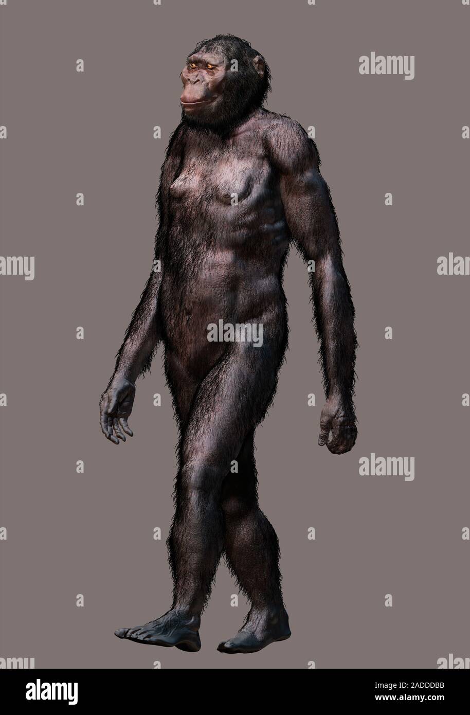 Paranthropus robustus. Illustration and reconstruction of the extinct hominin Paranthropus ...