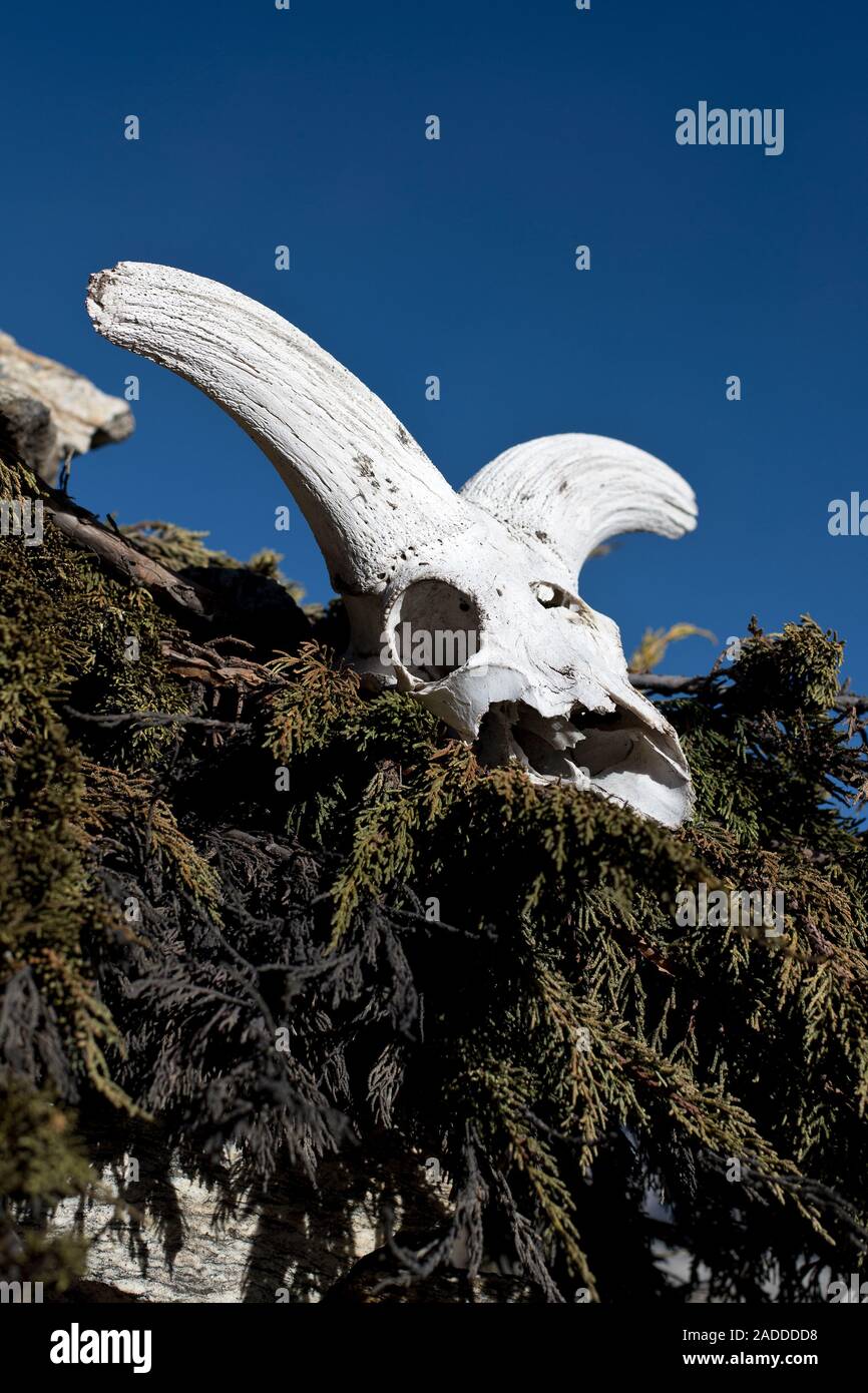 Sheep skull anatomy hi-res stock photography and images - Alamy
