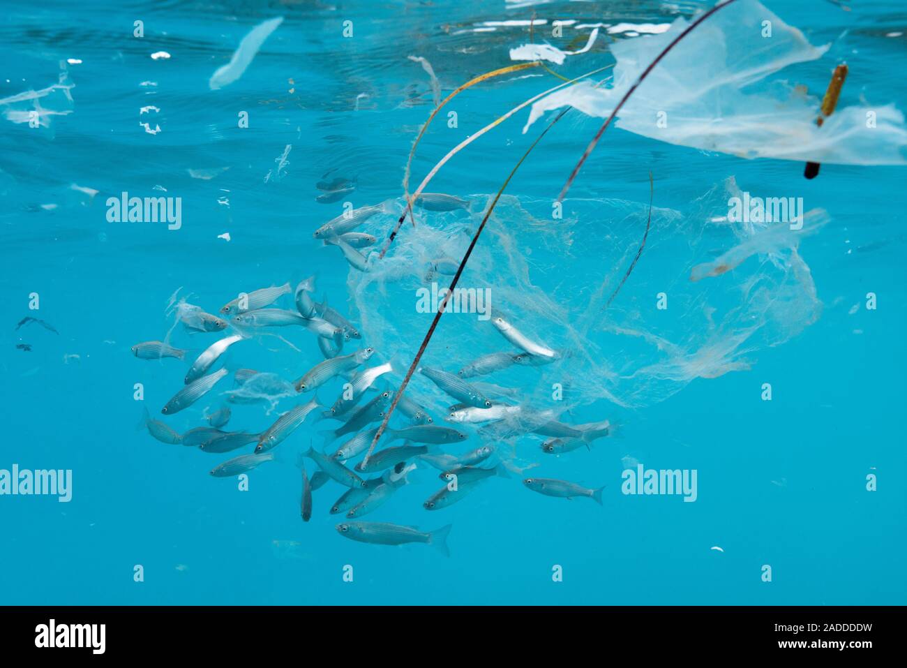 Fish with plastic waste floating in the sea. The fish are young mullets ...